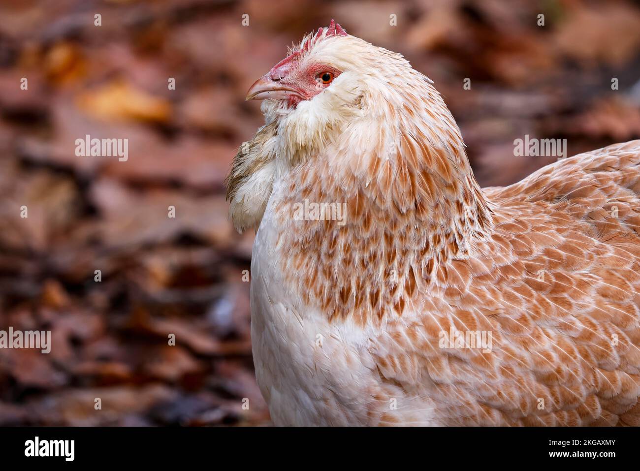German salmon chicken, hen, rare old domestic chicken (Gallus gallus ...