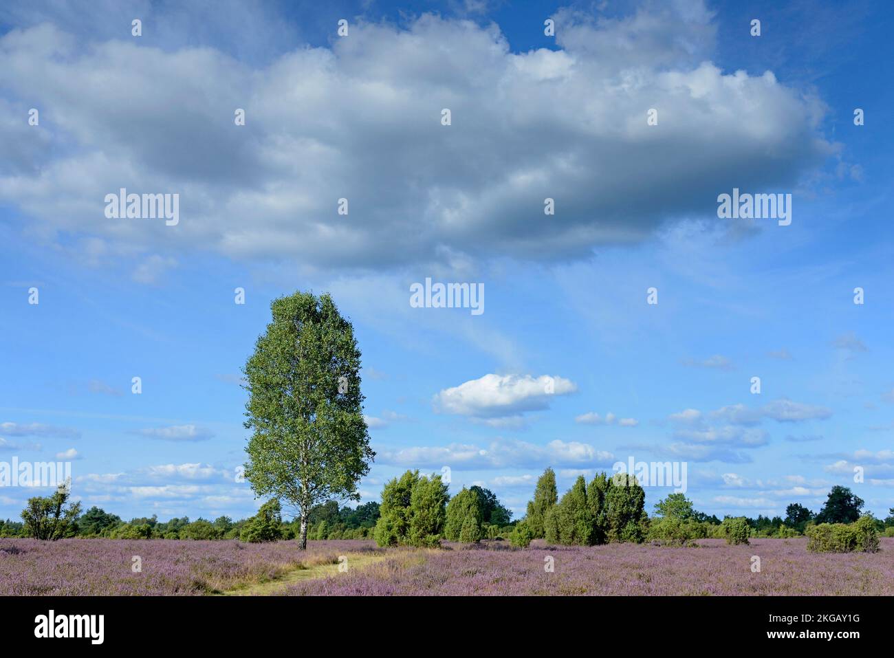 Heathland, juniper forest Schmarbeck, birch (Betula), solitary tree ...