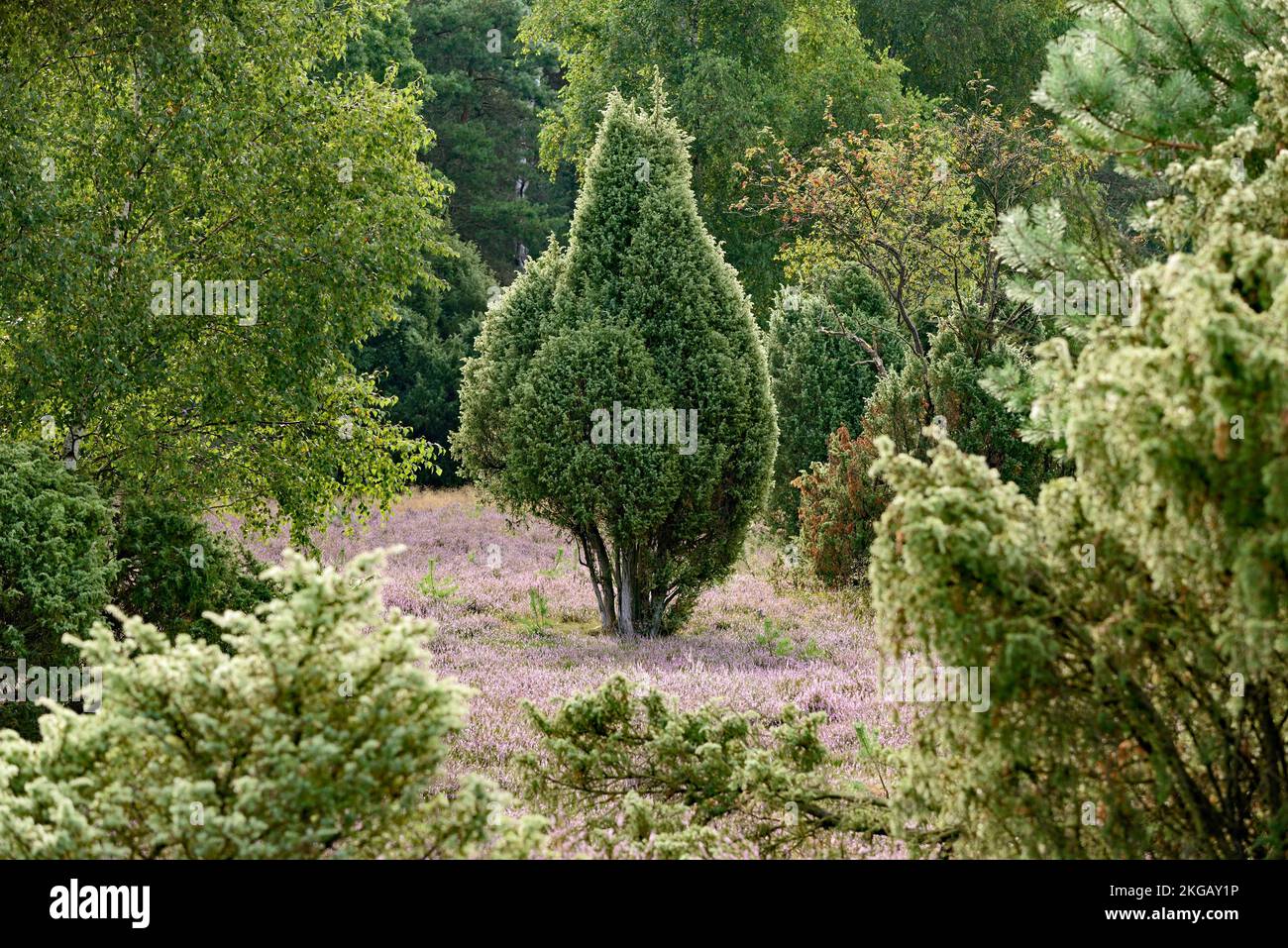 Heathland, Oberoher Heide, common juniper (Juniperus communis), curious ...