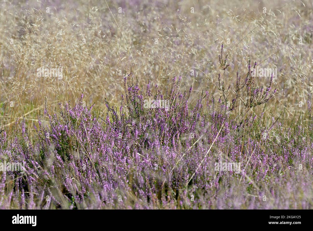 Heathland, Oberoher Heide, flowering common heather (Calluna Vulgaris ...