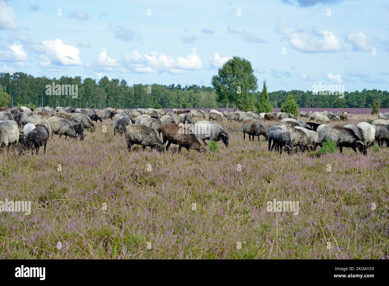 Heathland (Ovis aries) Oberoher Heide, Heidschnucken in the flowering ...