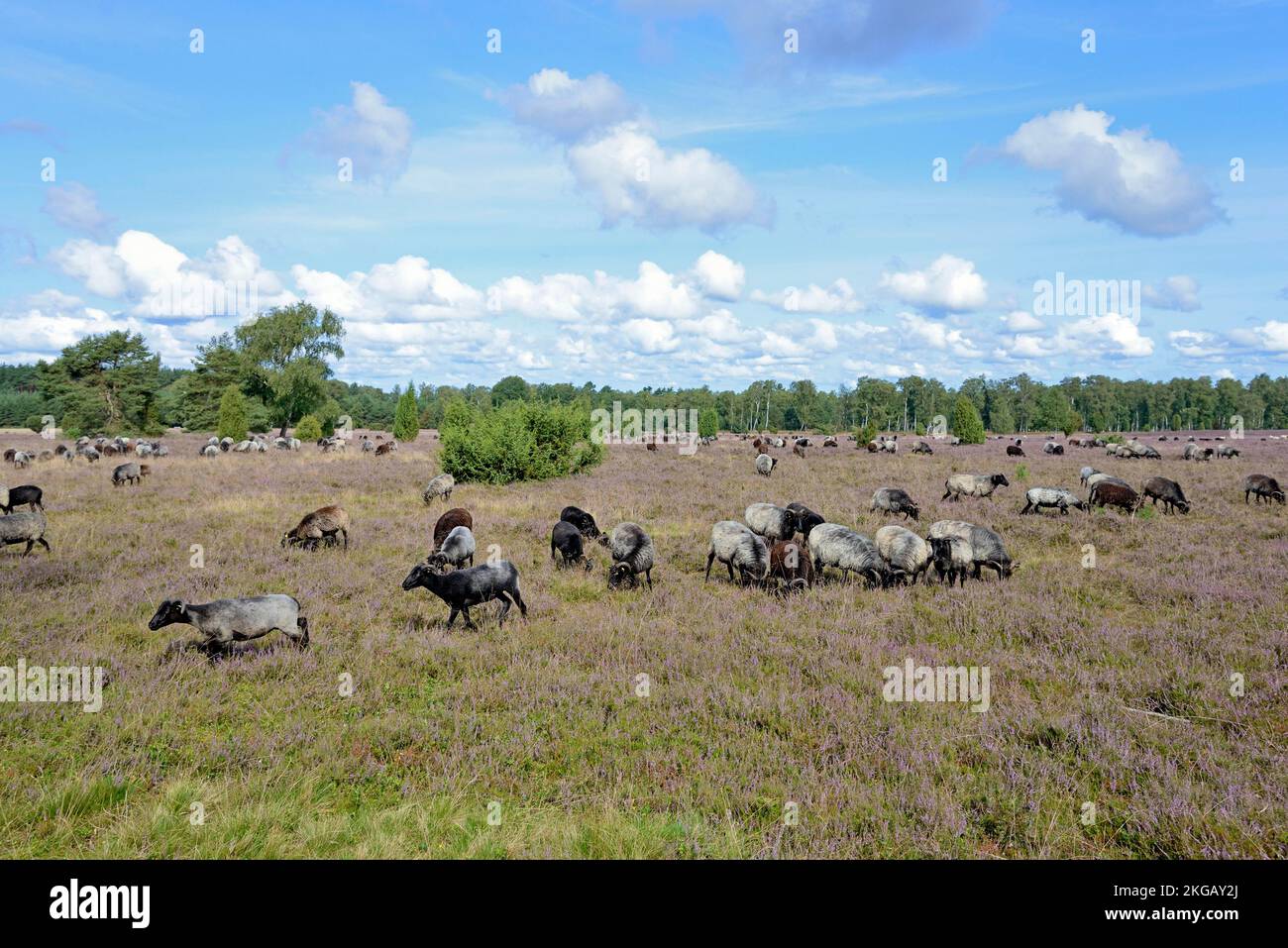 Heathland (Ovis aries) Oberoher Heide, Heidschnucken in the flowering ...