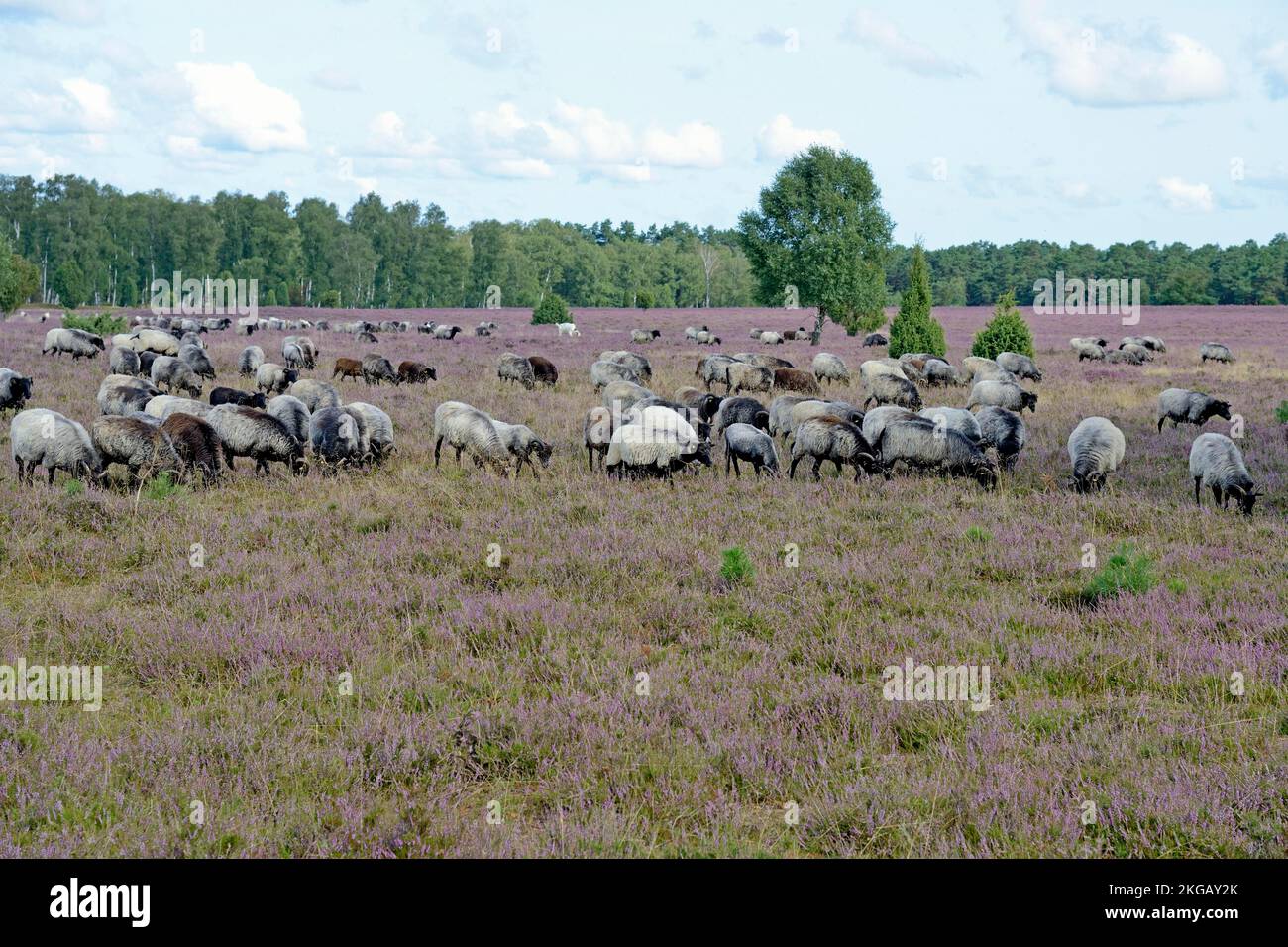 Heathland (Ovis aries) Oberoher Heide, Heidschnucken in the flowering ...