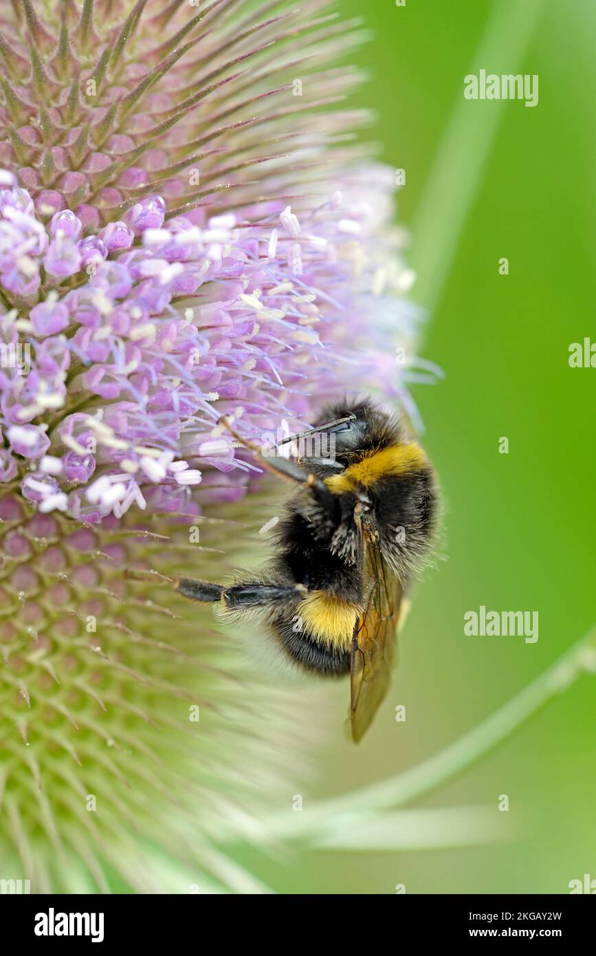 Wild teasel (Dipsacus fullonum), inflorescence with large earth ...