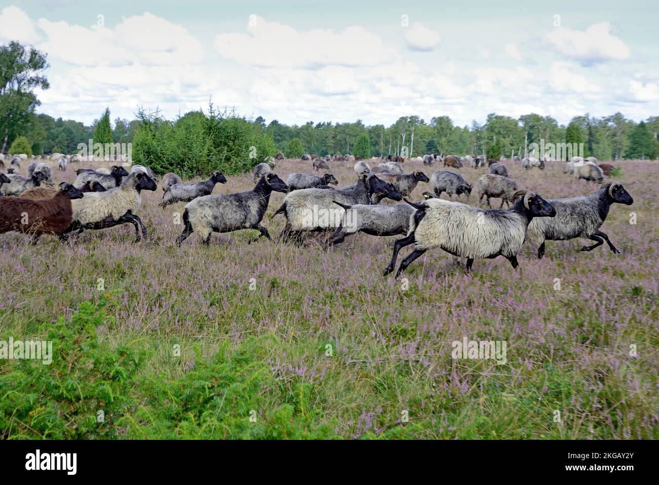 Heathland (Ovis aries) Oberoher Heide, Heidschnucken in the flowering ...