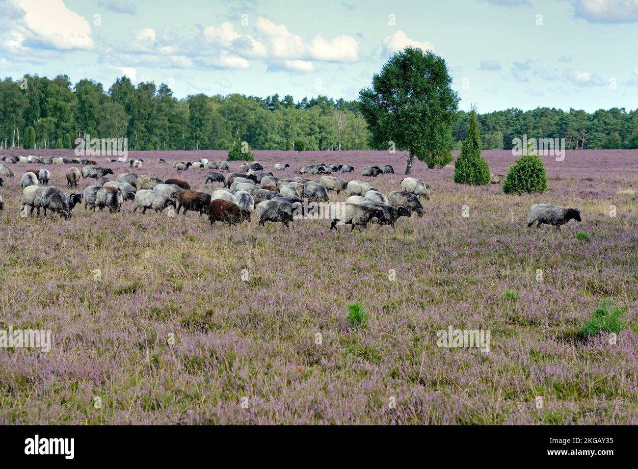 Heathland (Ovis aries) Oberoher Heide, Heidschnucken in the flowering ...