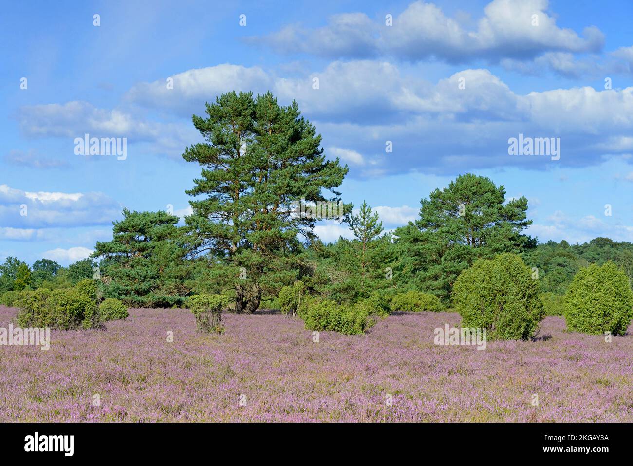 Heathland, juniper forest Schmarbeck, common juniper (Juniperus ...