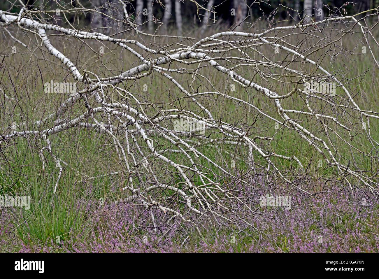 Heathland, Oberoher Heide, dead birch (Betula), tree crown lies in the ...