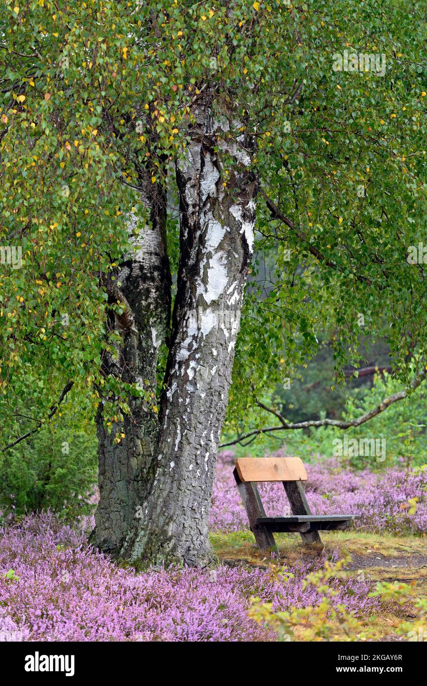 Heathland, Wietzer Berg, resting bench under birch trees (Betula ...
