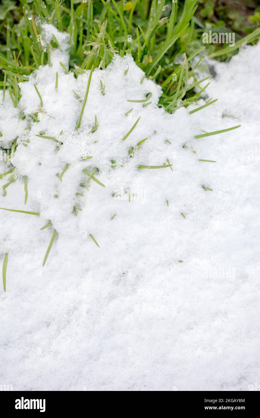 White snow on green grass in the cold winter Stock Photo - Alamy