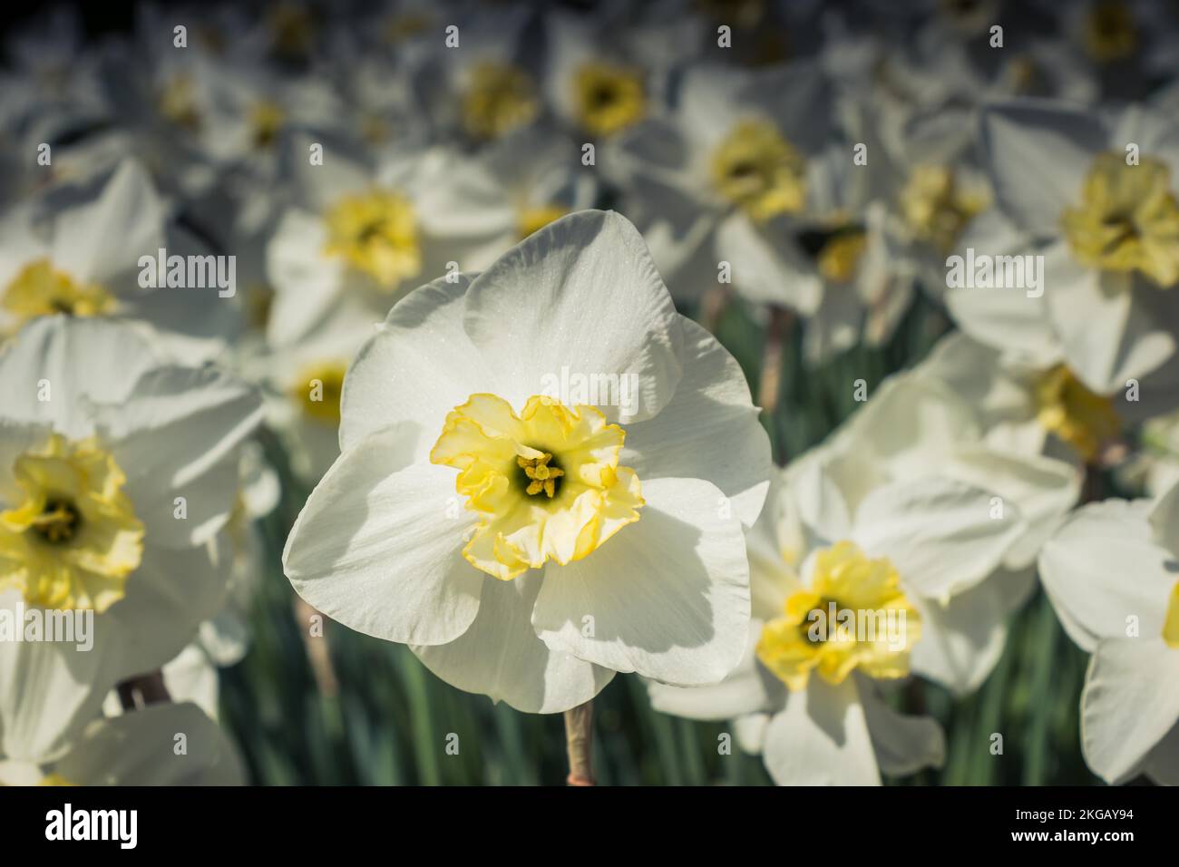 Blooming flowers make a floral background texture Stock Photo - Alamy
