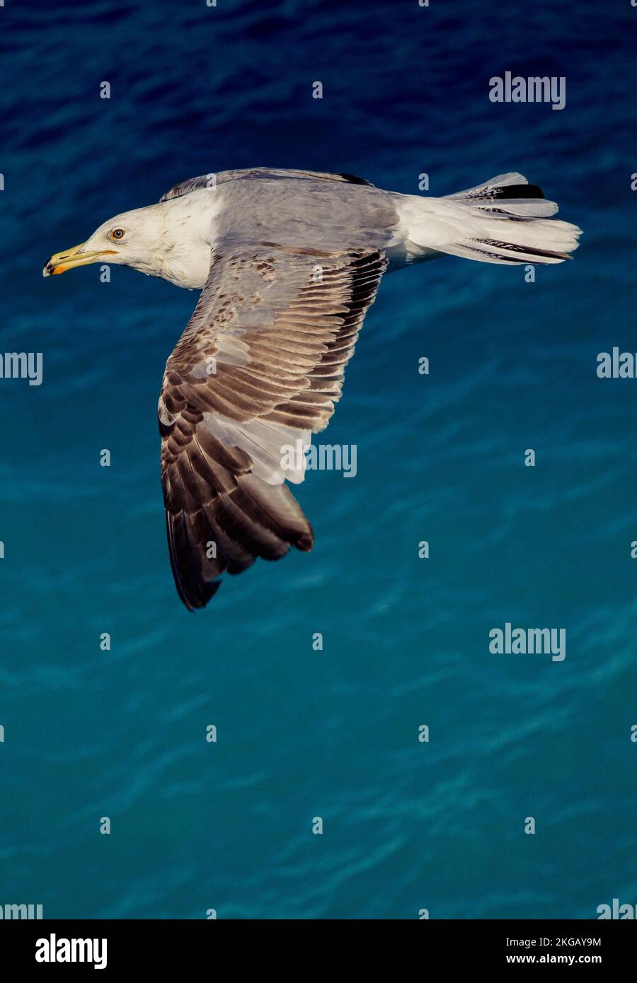 Single seagull flying with with sea as a background Stock Photo - Alamy
