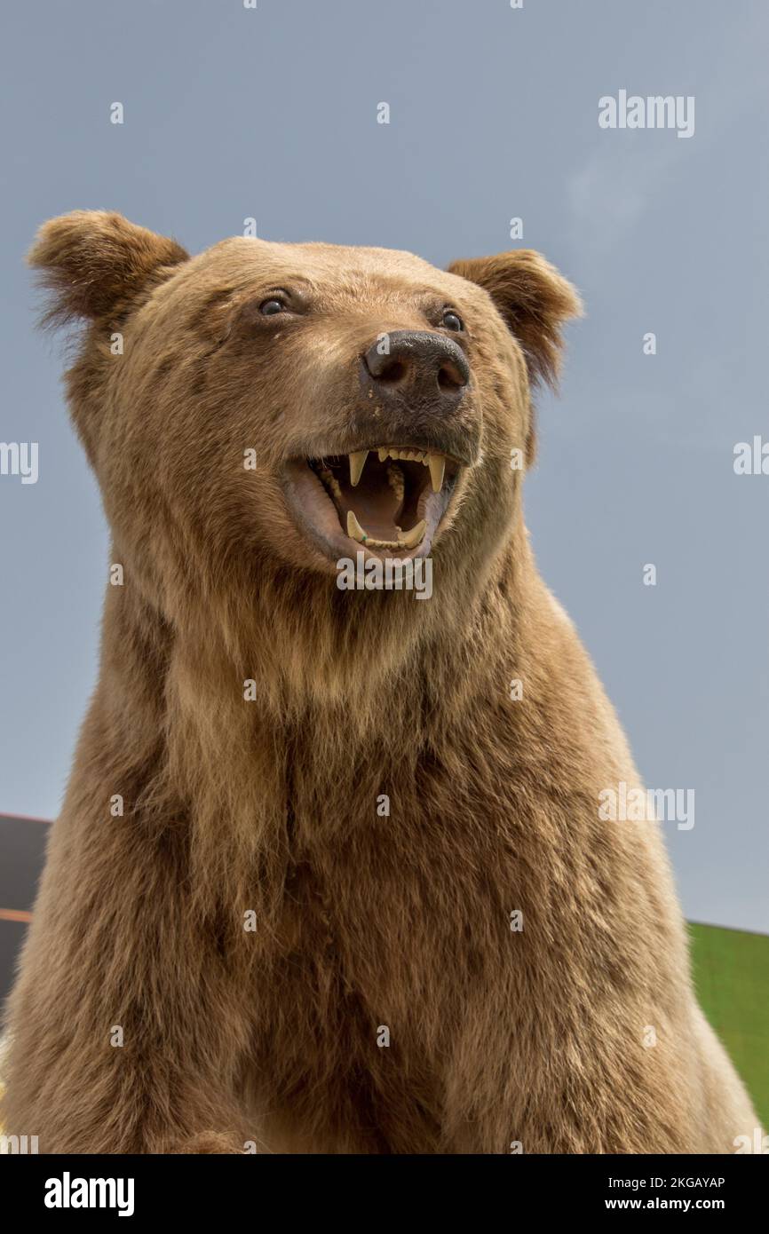 Head of a stuffed big brown bear as wild animal Stock Photo - Alamy
