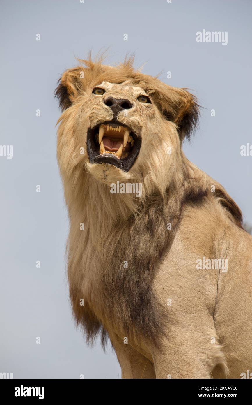 Head of stuffed lion with mouth open in view Stock Photo - Alamy