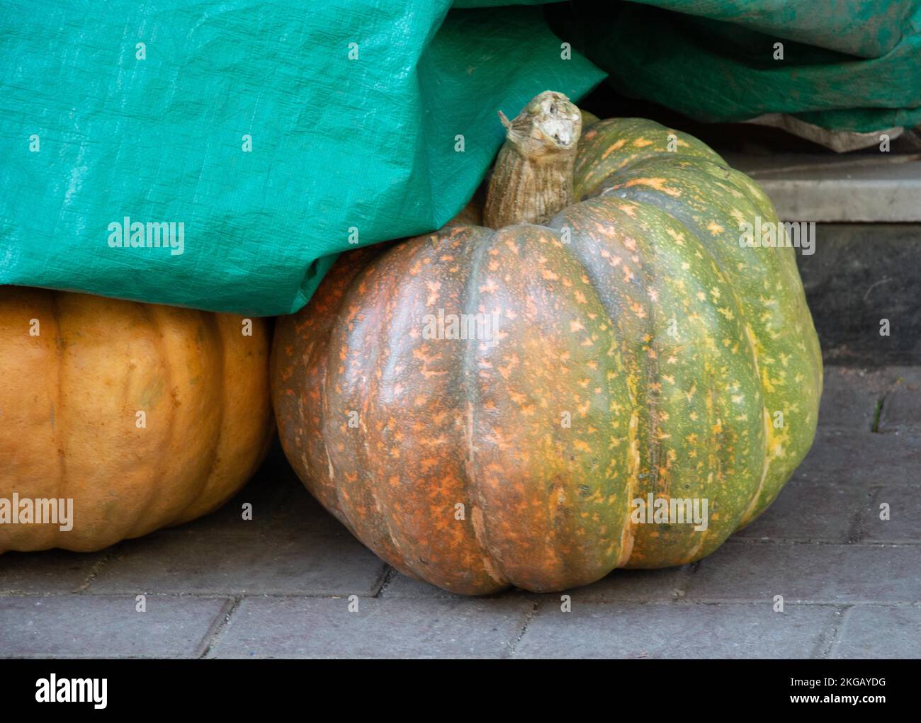 Greenish orange pumpkins in the street in display Stock Photo - Alamy