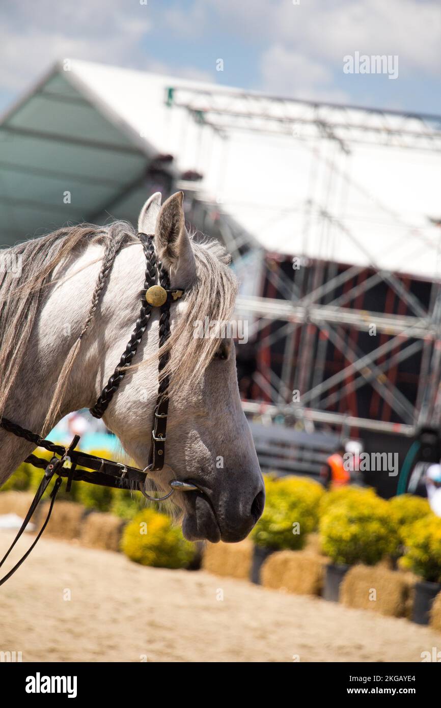 Portrait of dark palomino horse. Horse head with long mane in profile ...