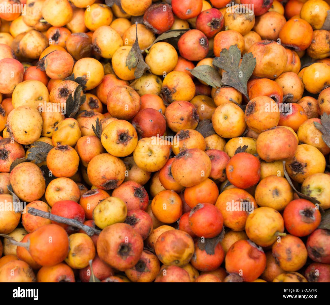 Azarole hawthorn crataegus azarolus hi-res stock photography and images ...
