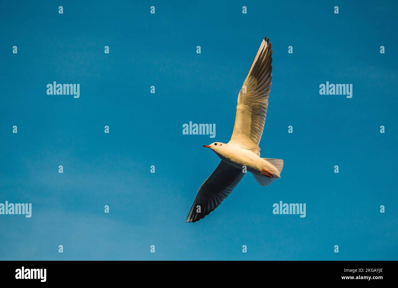 Single seagull flying in the sky in view Stock Photo - Alamy