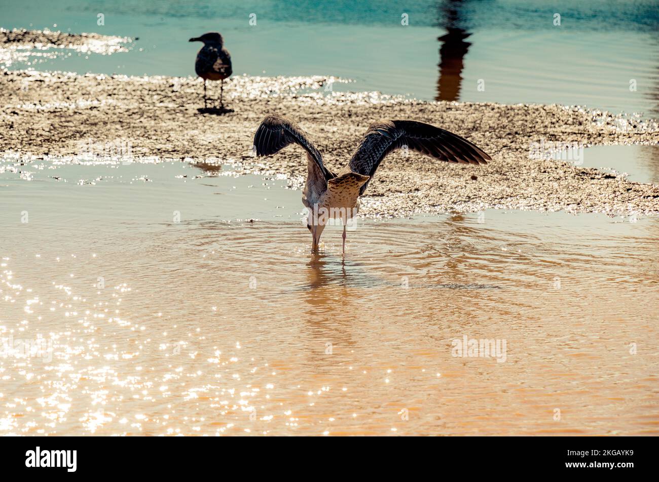 Seagulls on rest on ground with muddy waters Stock Photo - Alamy