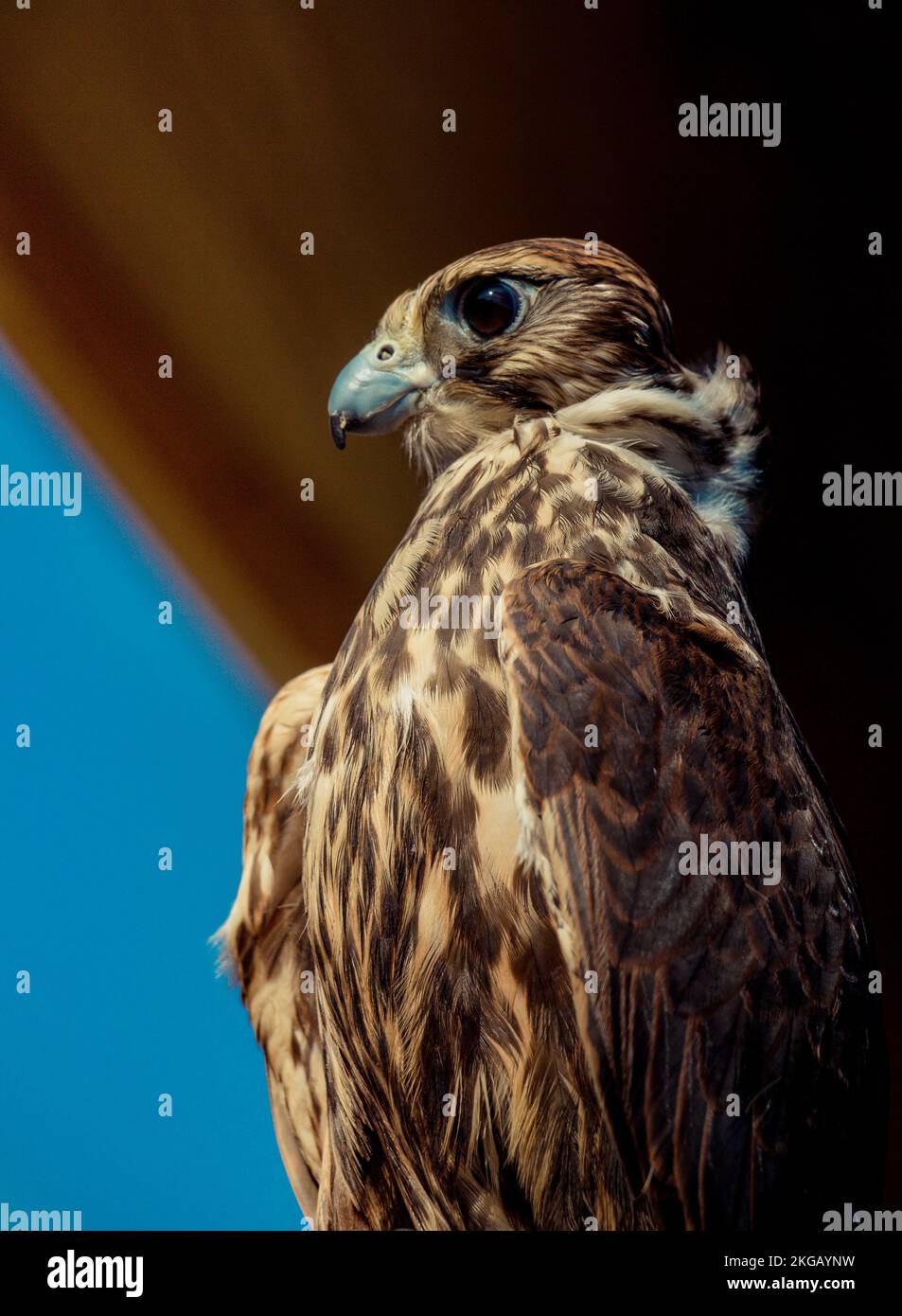 Falcon hawk bird on falconers hand during birds show Stock Photo - Alamy