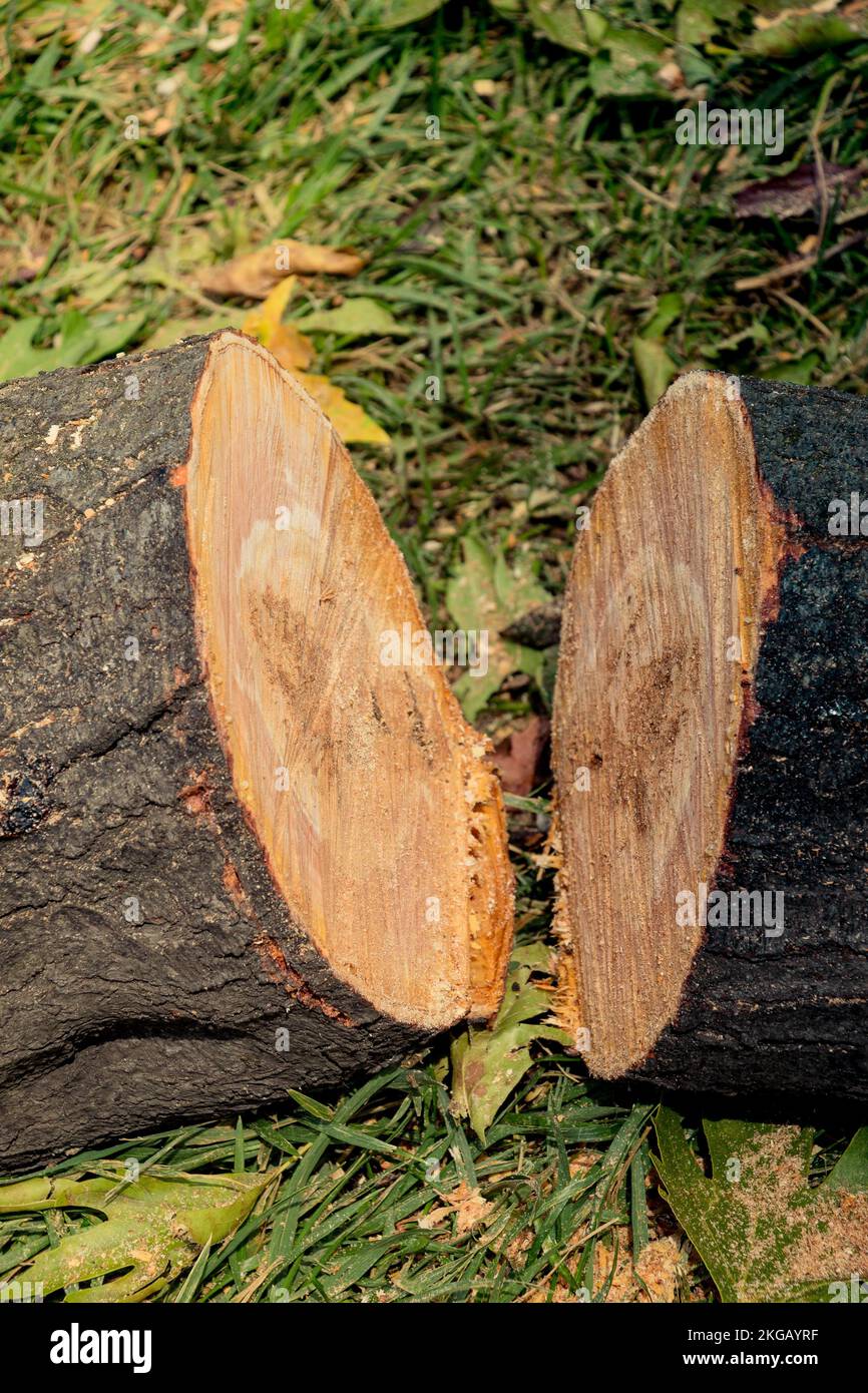Close up of trees cut in the view Stock Photo - Alamy
