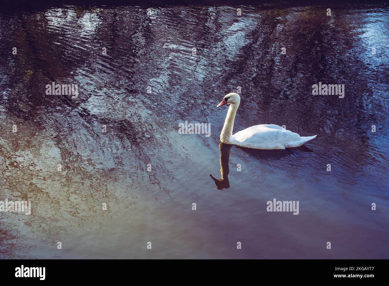 Single swans lives in the natural environment Stock Photo - Alamy