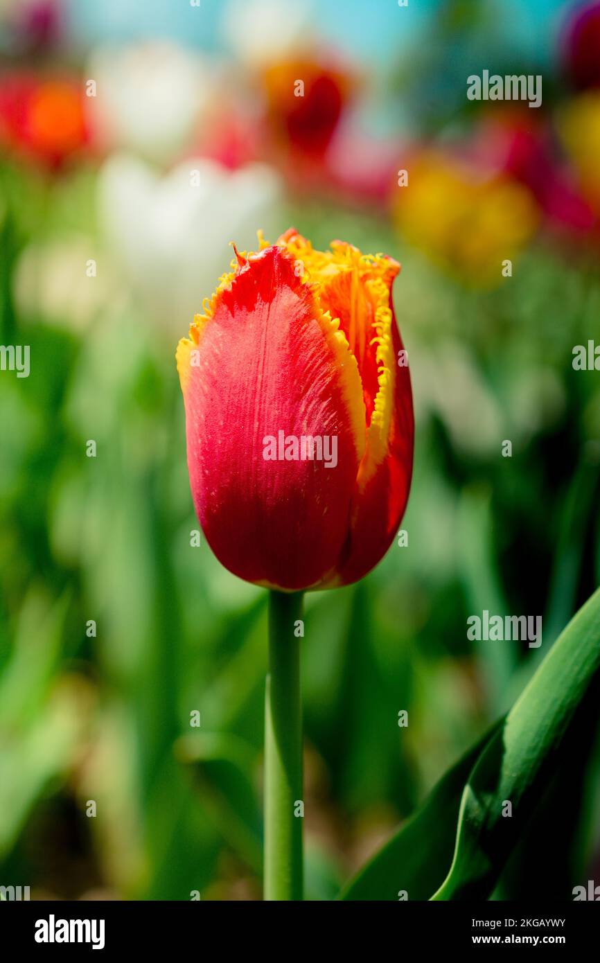 Colorful single tulip flower bloom in the spring garden Stock Photo - Alamy