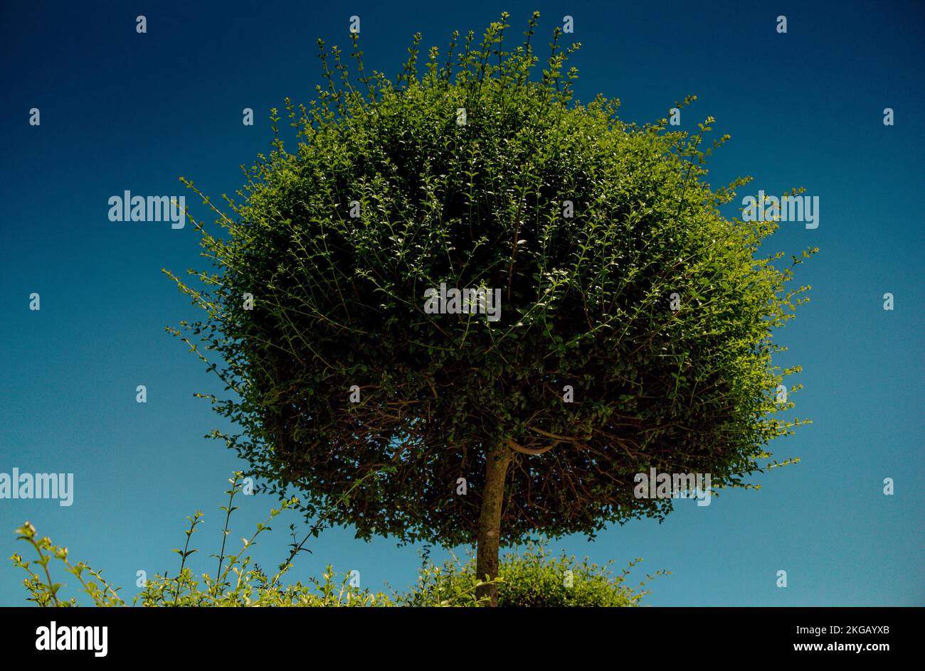 Leaves as floral herbal nature background texture Stock Photo - Alamy