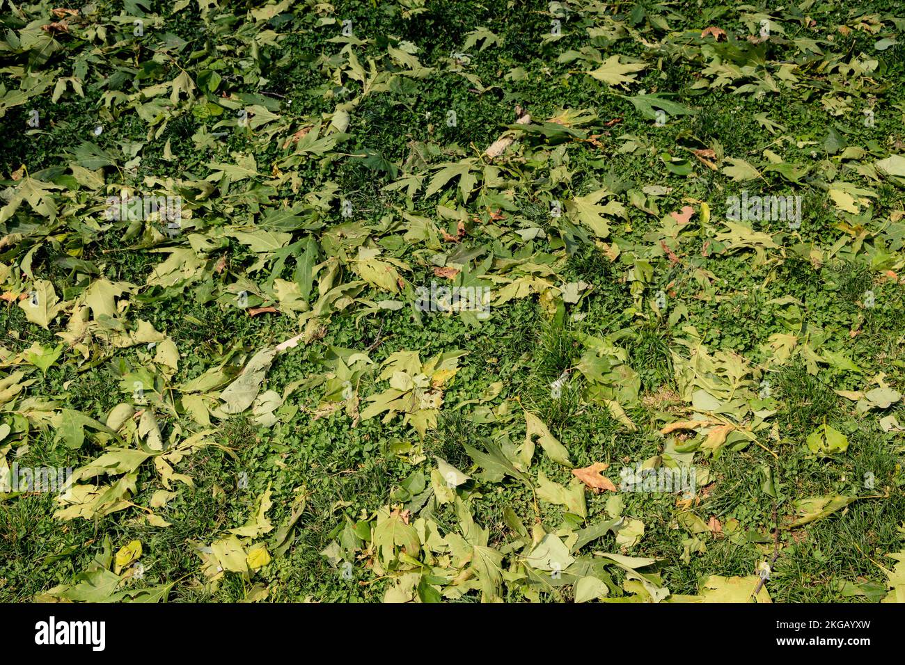 Leaves after storm floral hi-res stock photography and images - Alamy