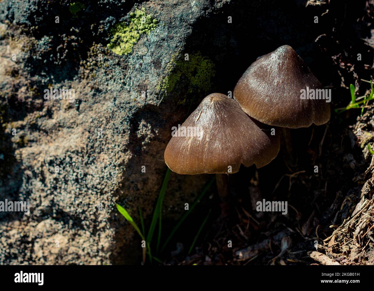 Mushrooms plant in autumn in the forest in view Stock Photo - Alamy