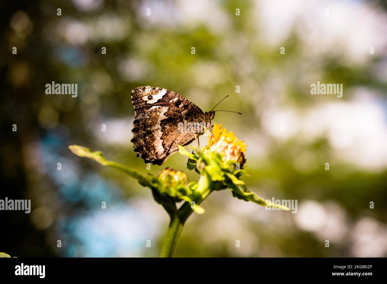 Butterfly feeding on a flower in nature Stock Photo - Alamy