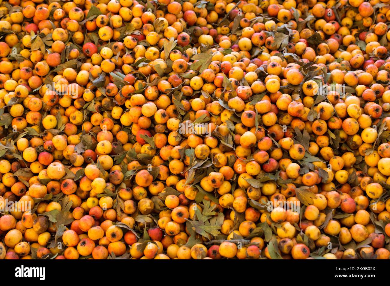 Azarole, mediterranean medlar picked up and sold in market Stock Photo ...