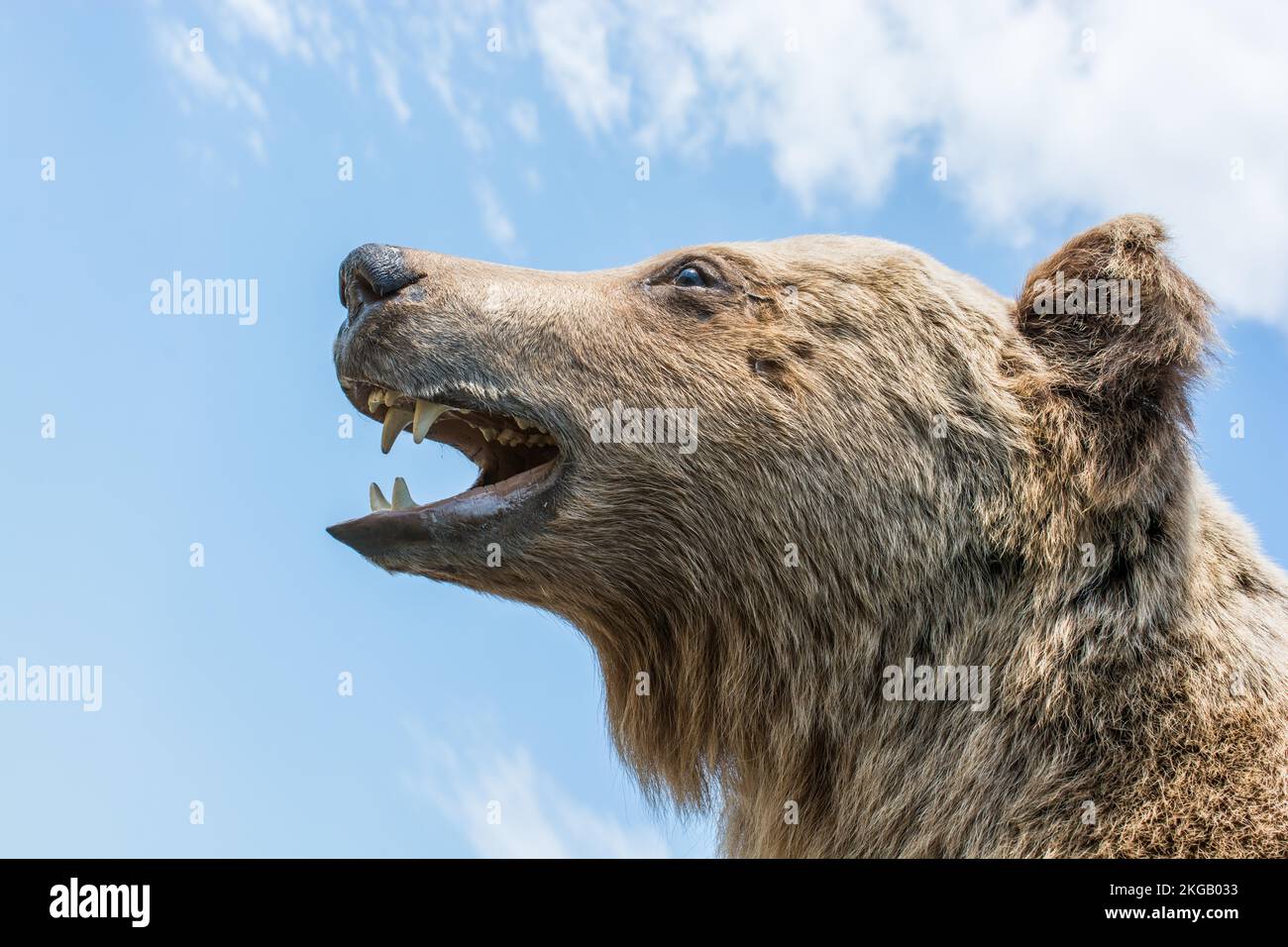 Head of a stuffed big brown bear as wild animal Stock Photo - Alamy