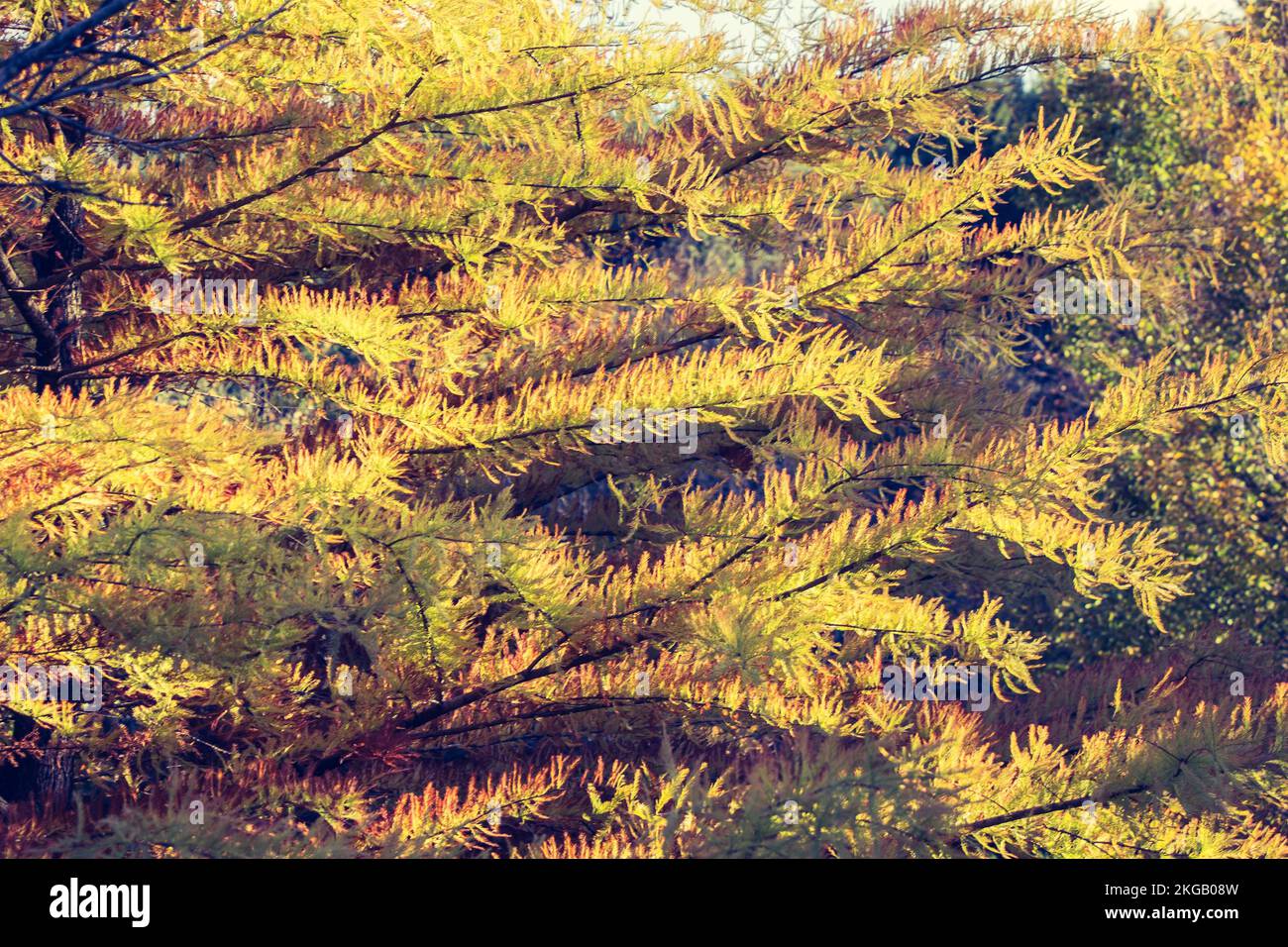 Beautiful dry leaves as an autumn background texture Stock Photo - Alamy