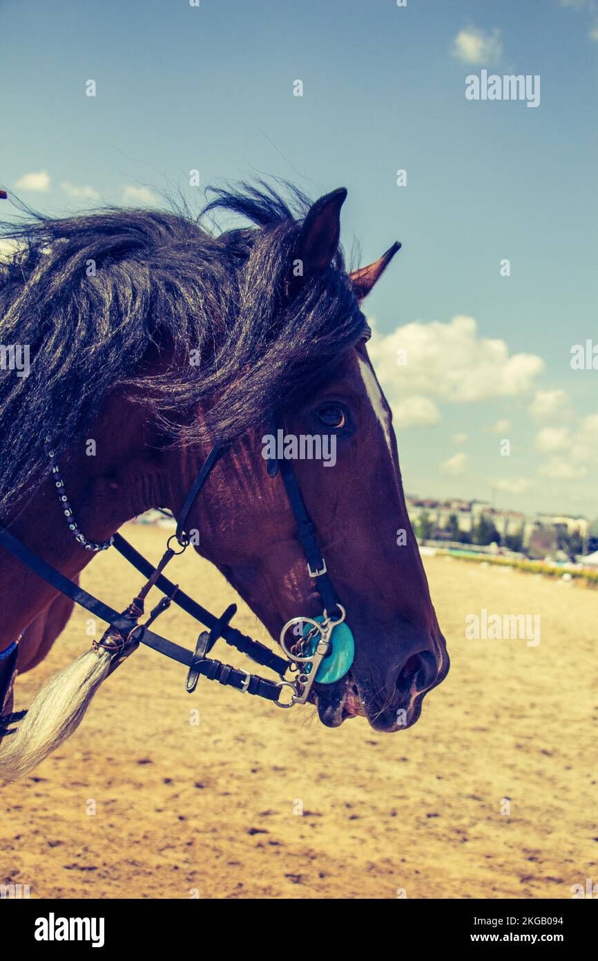 Portrait of dark palomino horse. Horse head with long mane in profile ...