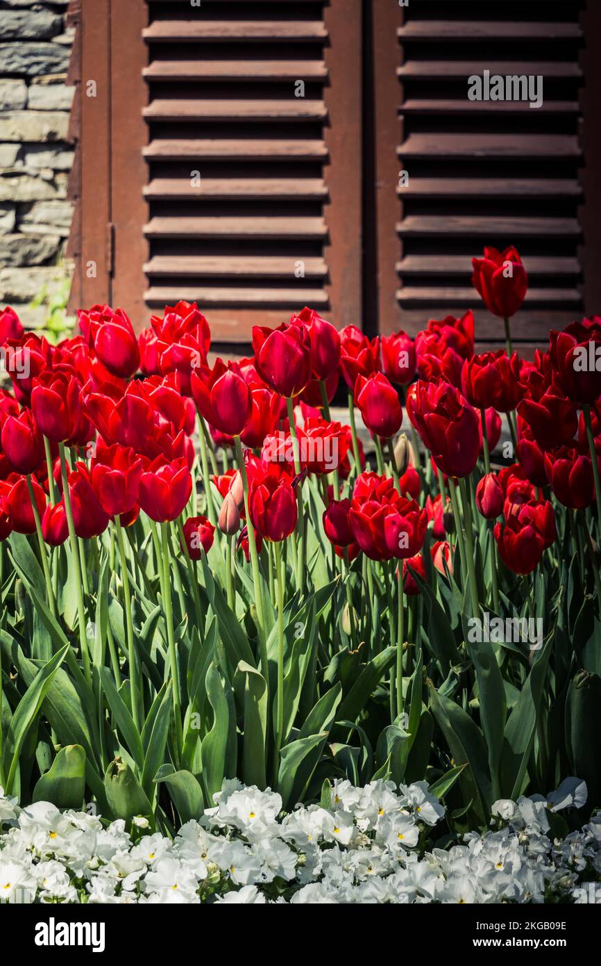 Colorful tulip flowers bloom in the spring garden Stock Photo - Alamy