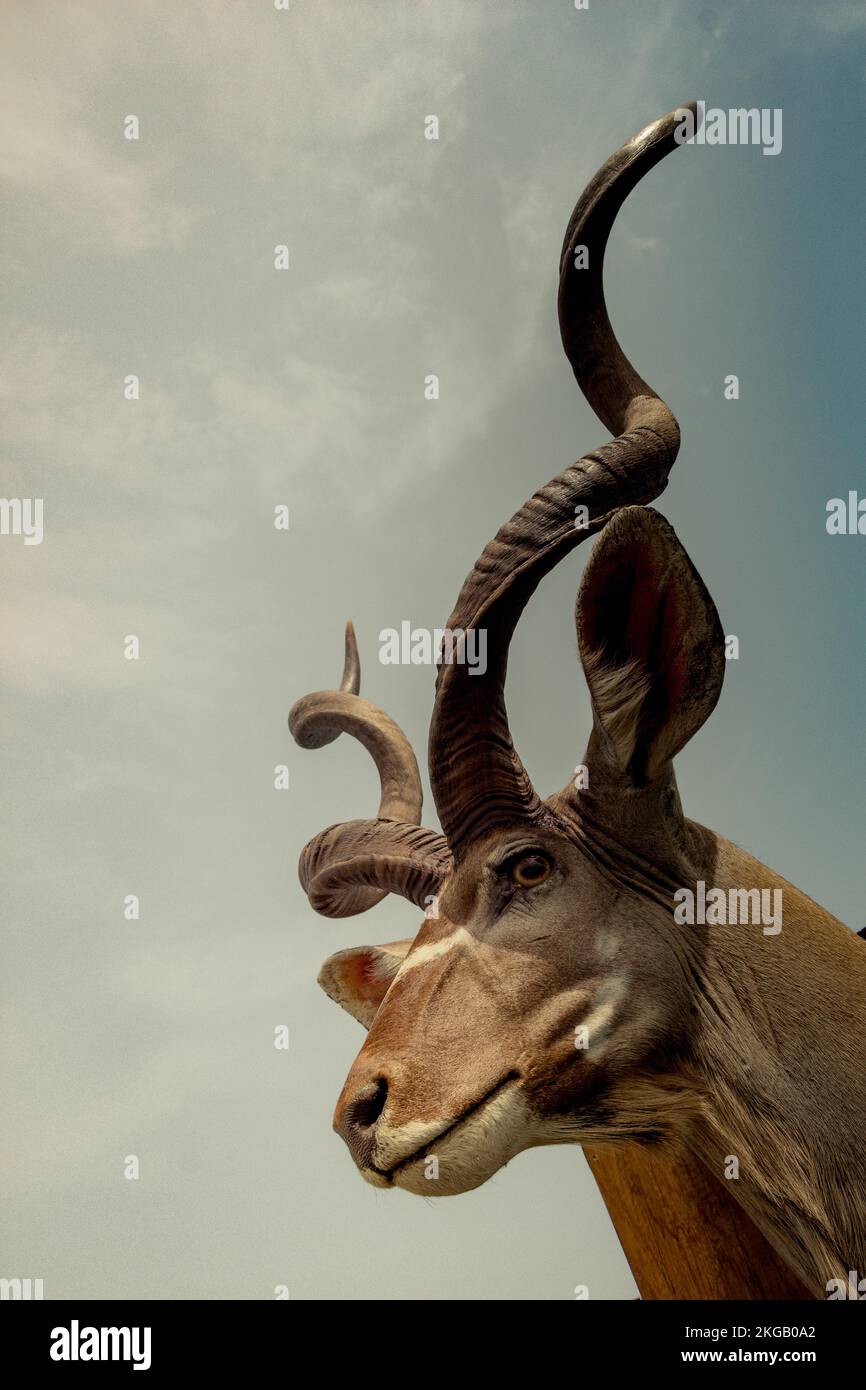 Wild brown mountain goat with two huge horns Stock Photo - Alamy