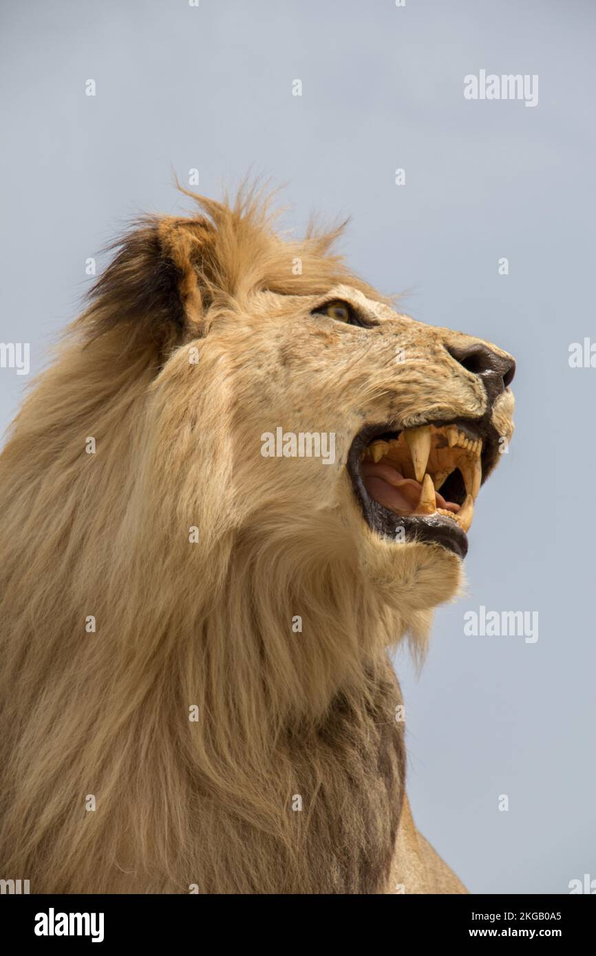 Head of stuffed lion with mouth open in view Stock Photo - Alamy