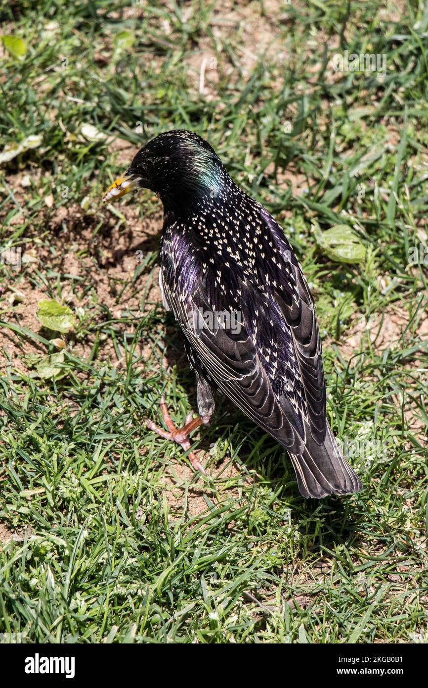 Cute bird as an image of Wildlife and nature Stock Photo - Alamy