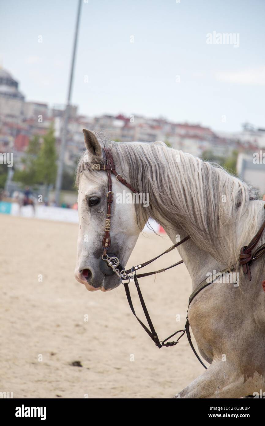 Portrait of horse head with long mane and partial harness Stock Photo ...