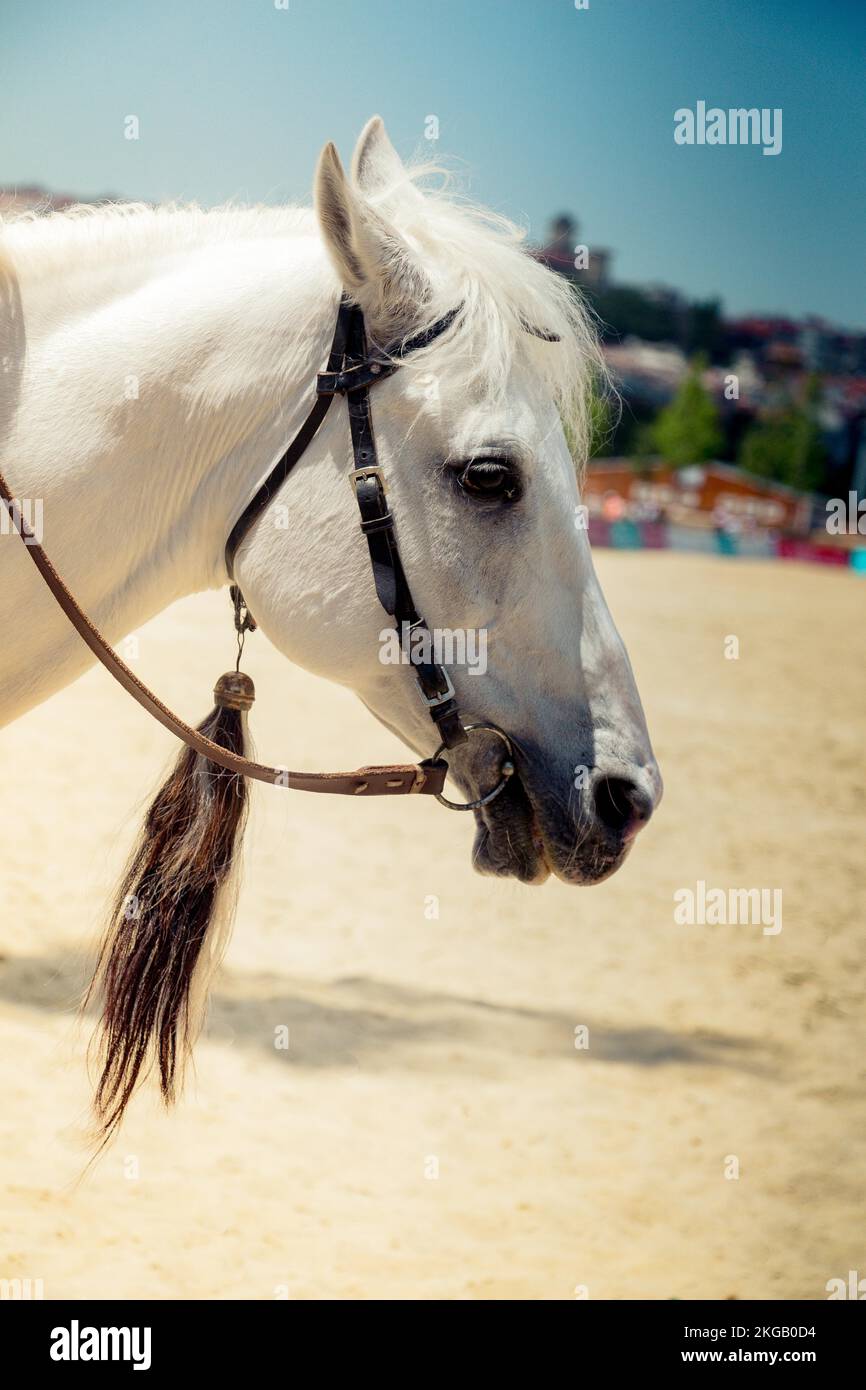 Portrait of a horse head with long mane and partial harness Stock Photo ...