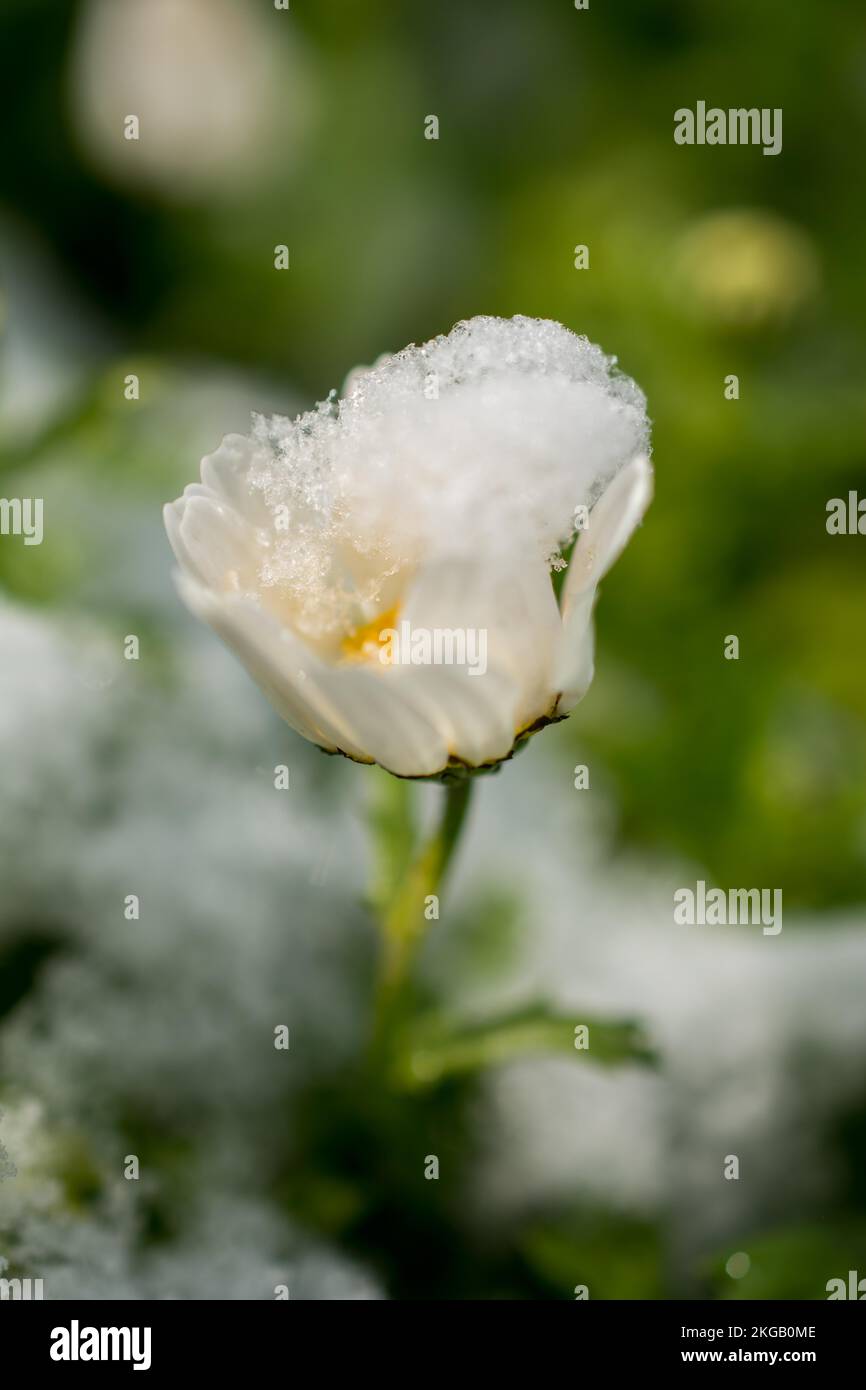 Early flowers oof the spring under snow in a garden Stock Photo - Alamy