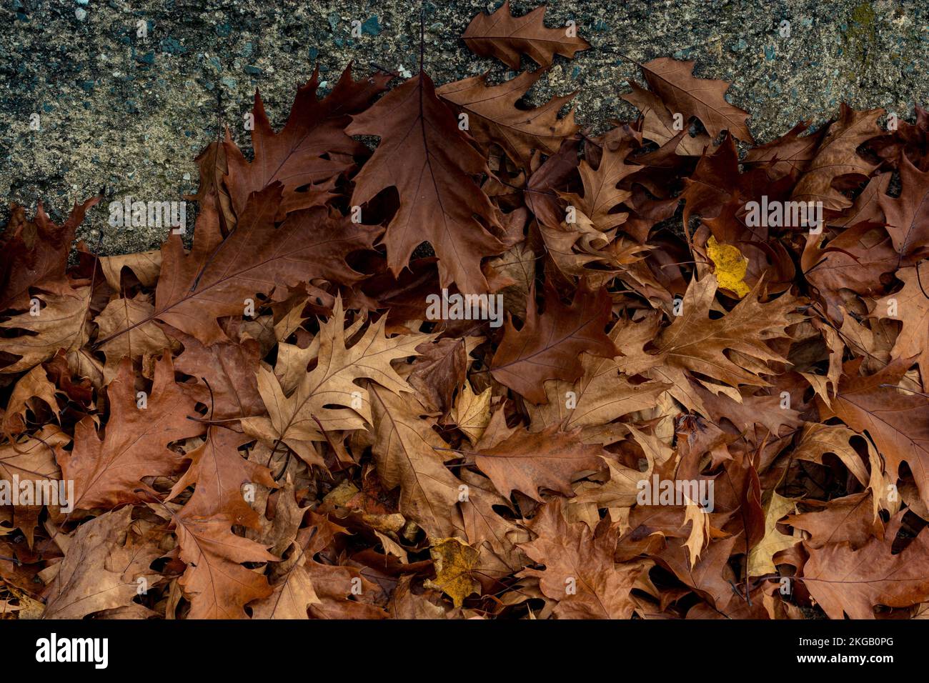 Autumn leaves texture for background. leaf background texture Stock ...