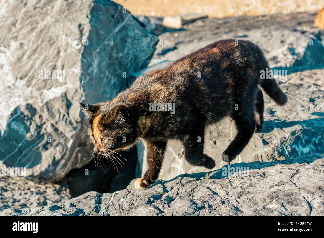 Pictures of the Lovely cat as domestic animal in view Stock Photo - Alamy