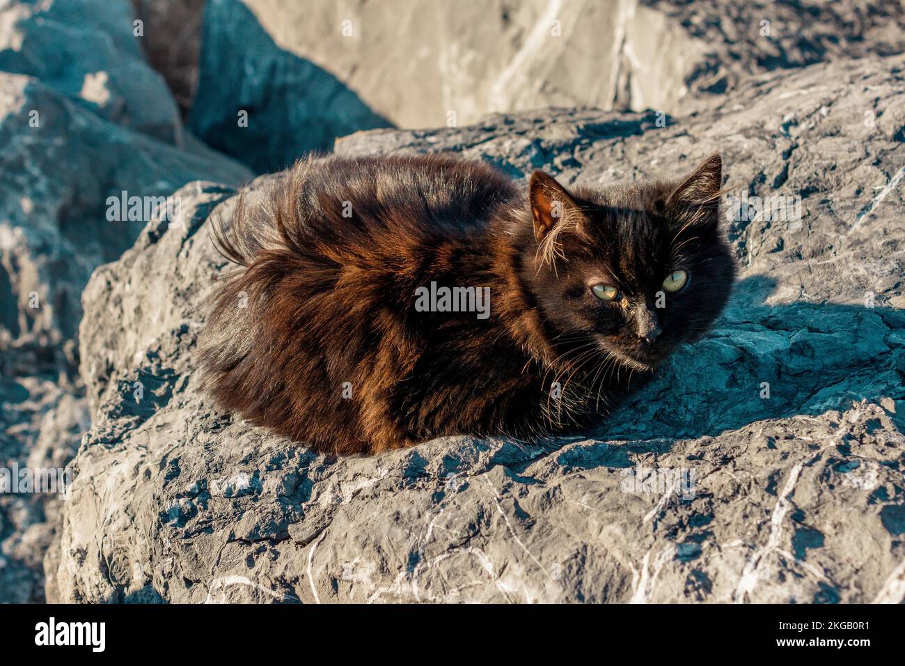 Pictures of the Lovely cat as domestic animal in view Stock Photo - Alamy