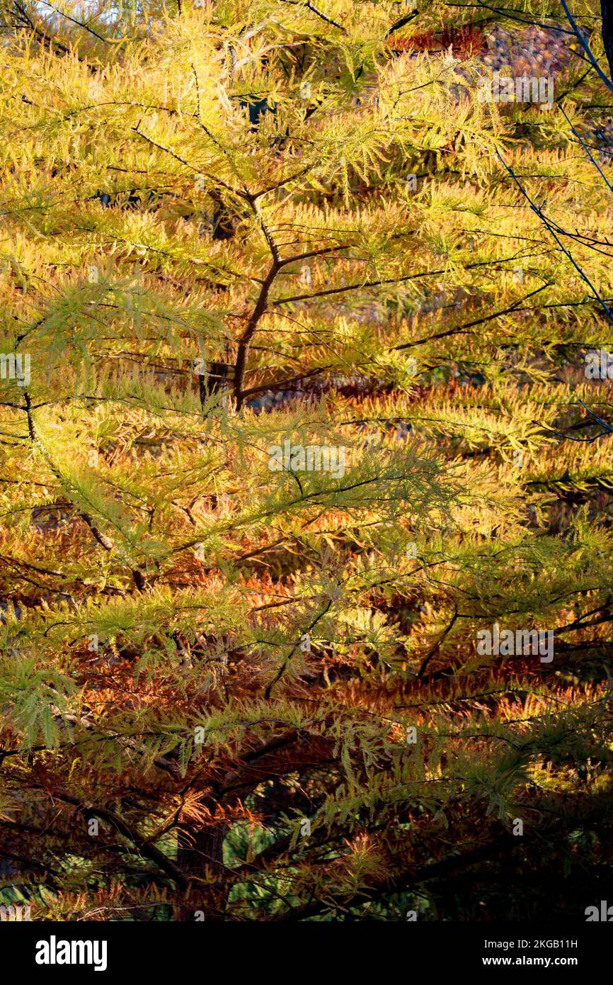 Autumn tree leaves texture background. leaf background texture Stock ...