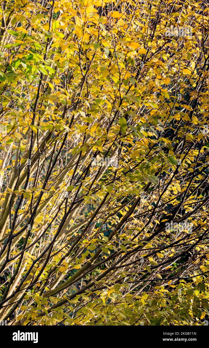 Autumn tree leaves texture background. leaf background texture Stock ...