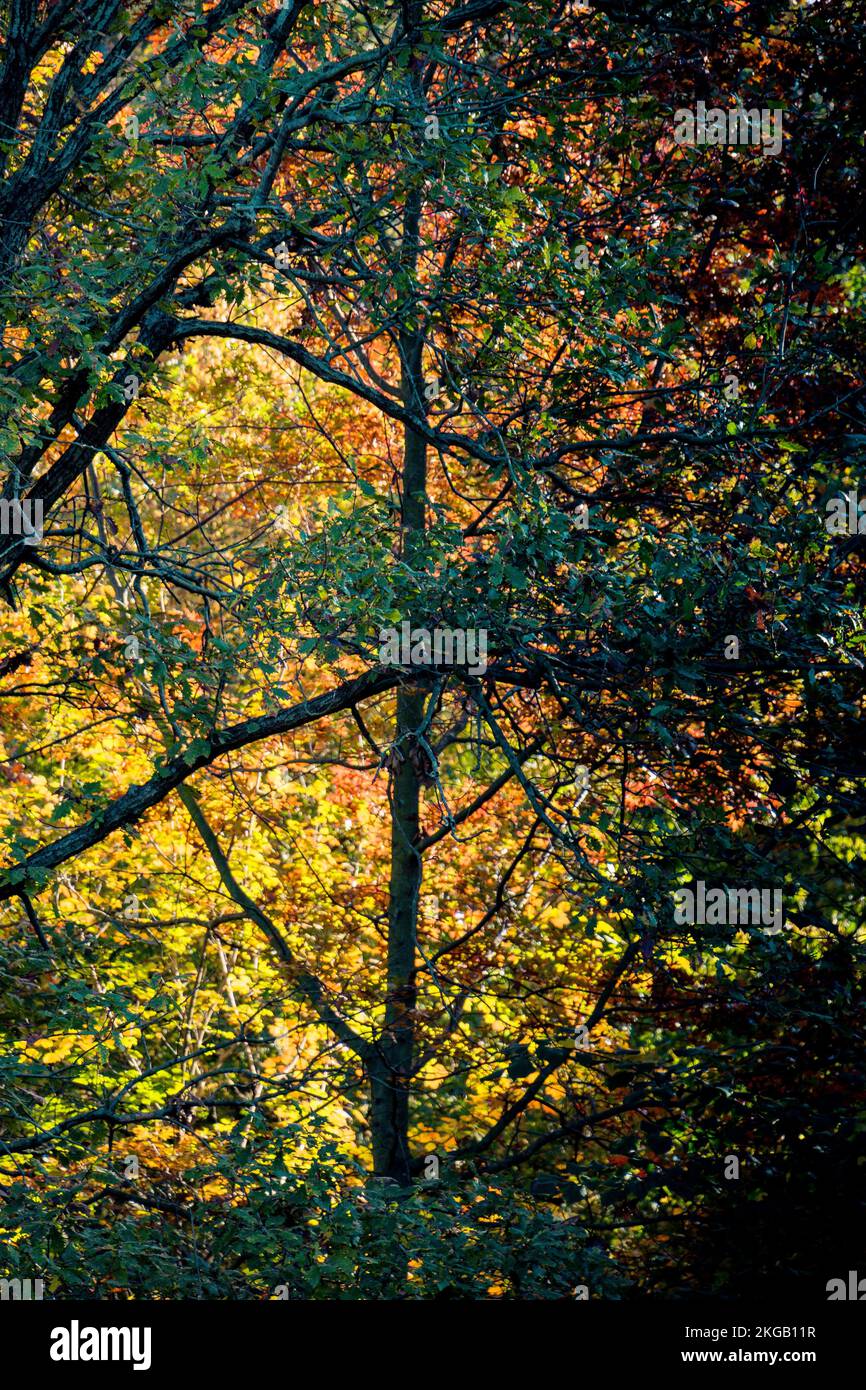 Autumn tree leaves texture background. leaf background texture Stock ...