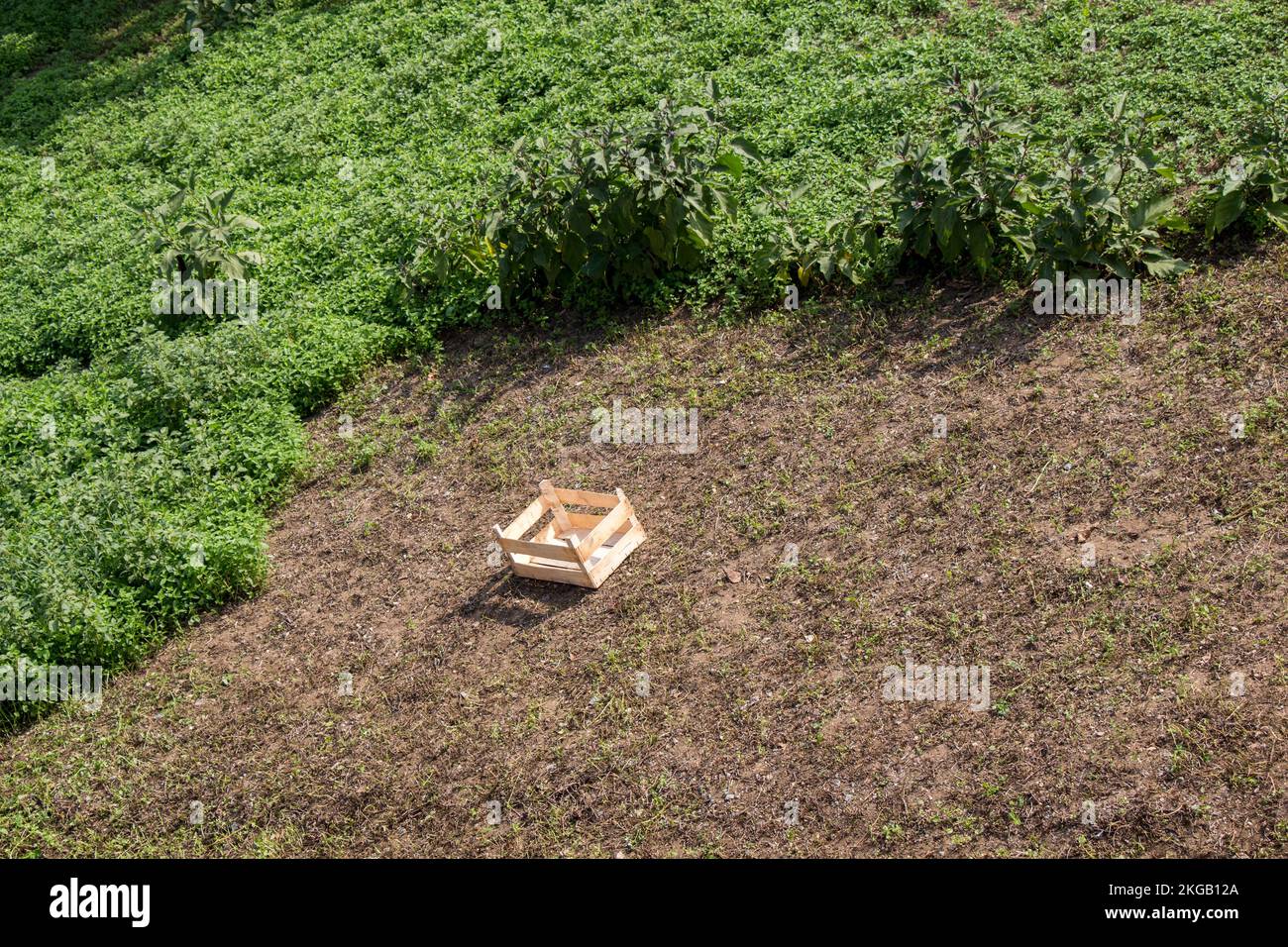 Growing sprouted agricultural crops in spring field Stock Photo - Alamy