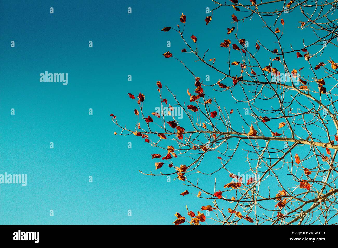 Autumn tree leaves texture background. leaf background texture Stock ...